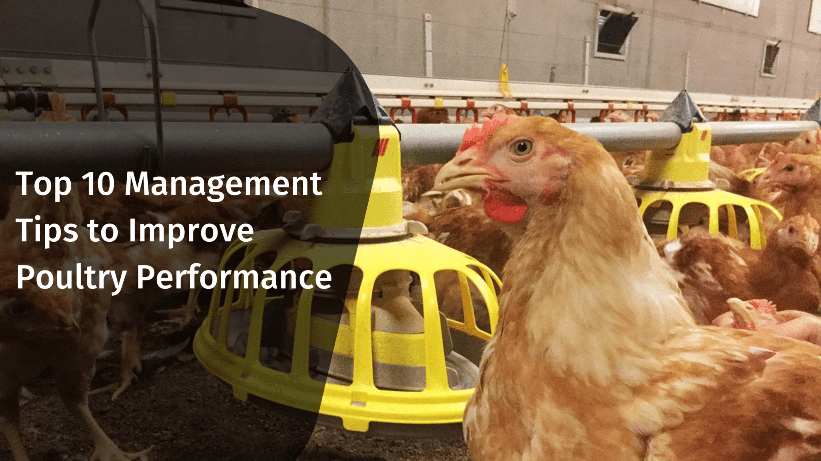 Top 10 Management Tips to Improve Poultry Performance - Narsipur